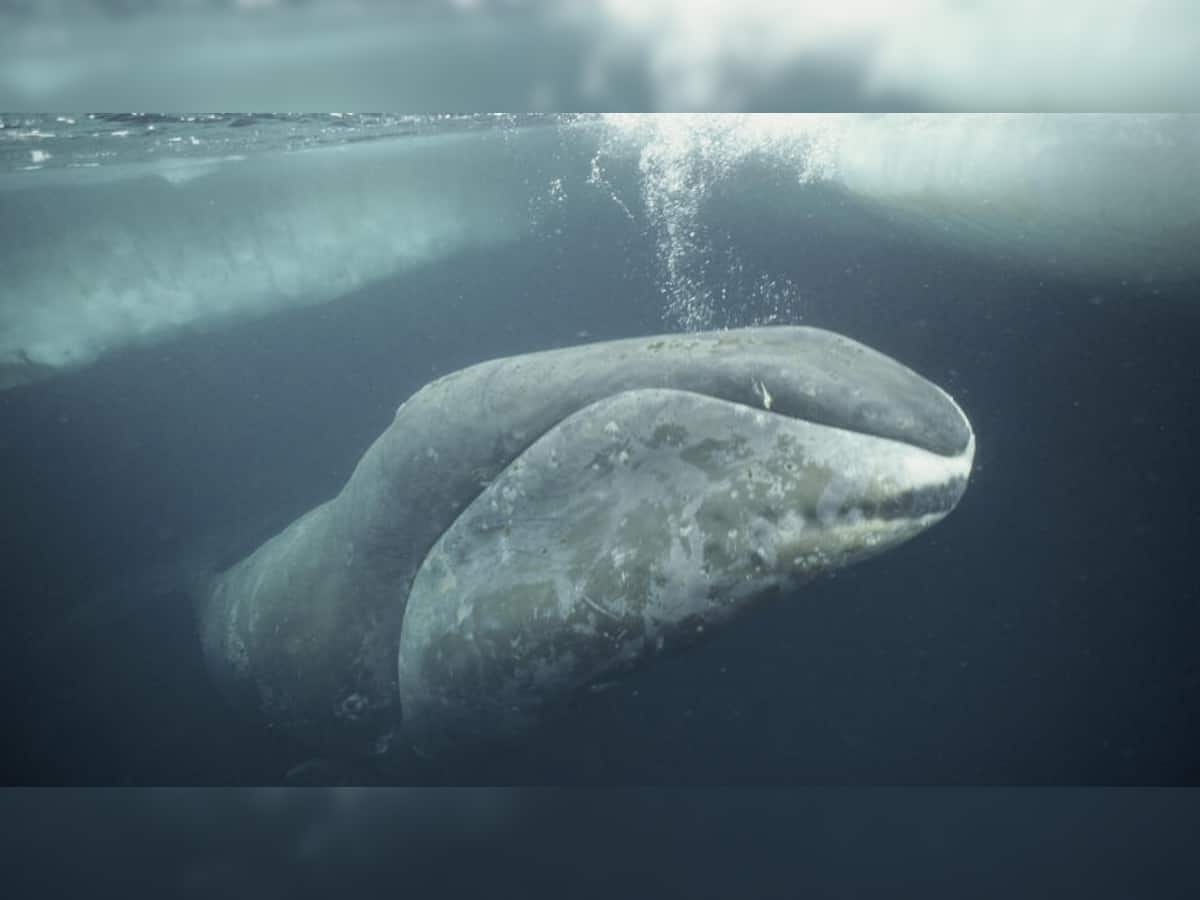 Meet Oldest Whale In The World: A 200-Year-Old Bowhead Still Swimming ...