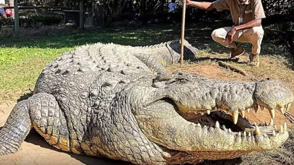 Meet Henry, World's Oldest Living Man-Eater Nile Crocodile, Survivor Of ...