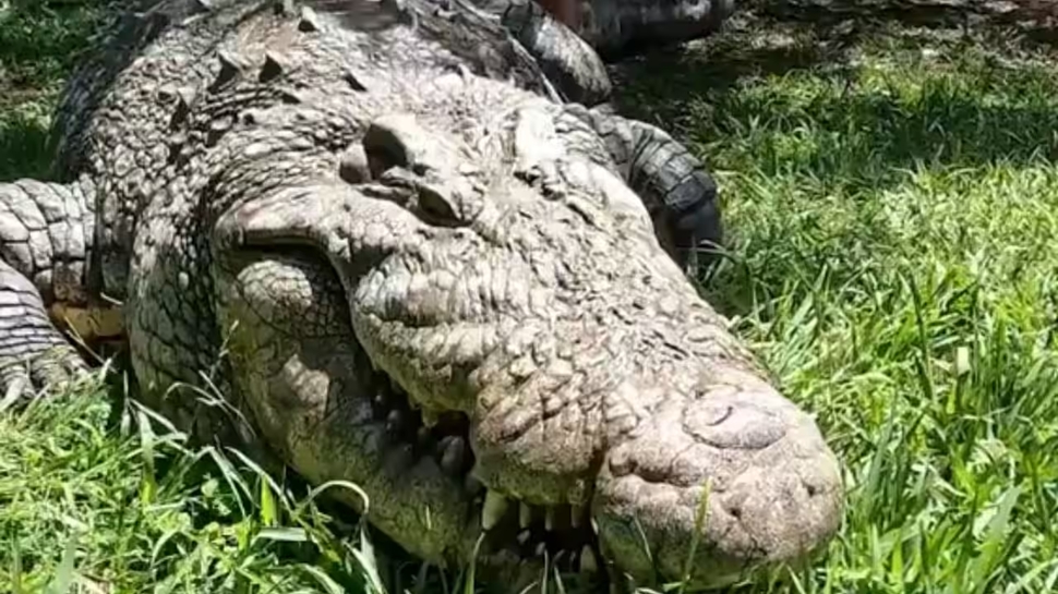 Meet Henry, World's Oldest Living Man-Eater Nile Crocodile, Survivor Of ...