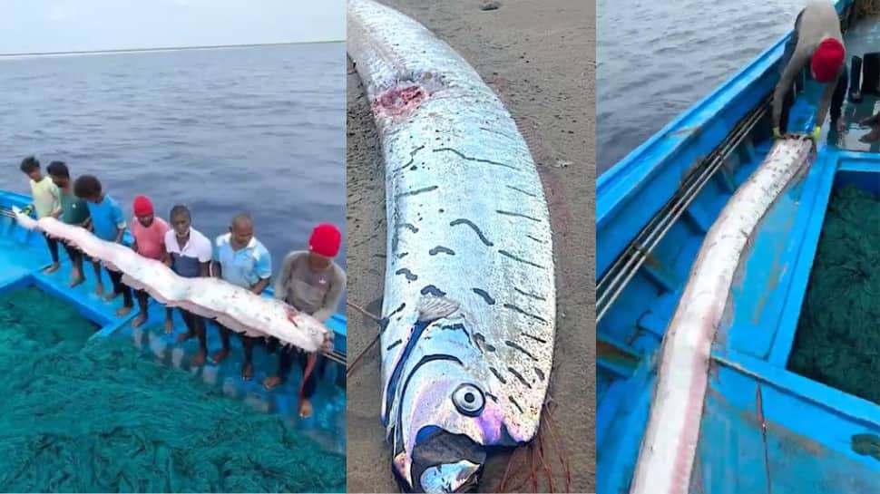 Doomsday Fish Spotted In Tamil Nadu: Oarfish Sighting Sparks Tsunami ...