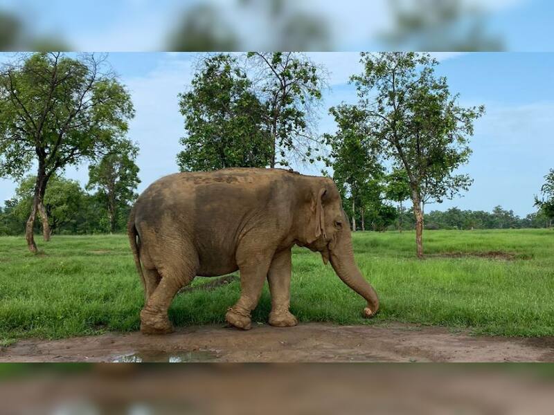 Meet World's Oldest Living Elephant; Survived World Wars, Saw History ...