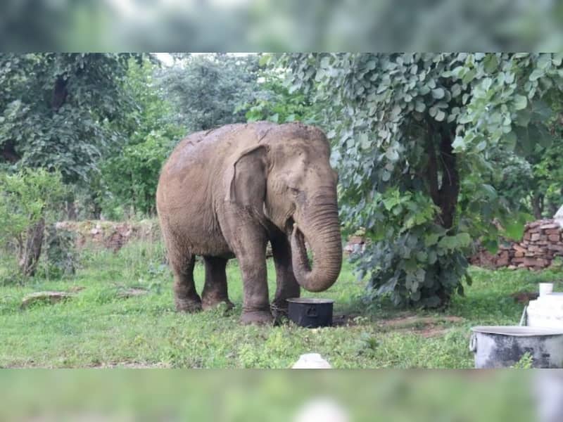 Meet World's Oldest Living Elephant; Survived World Wars, Saw History ...