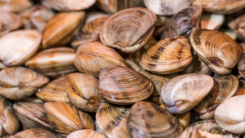 Worlds Five Creatures Without Brain Yet In Existence For Centuries