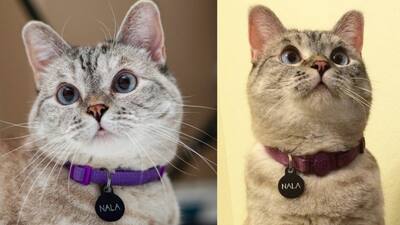 Meet Worlds Richest Cat, Has Her Name In Guinness Record; Her Net Worth ...