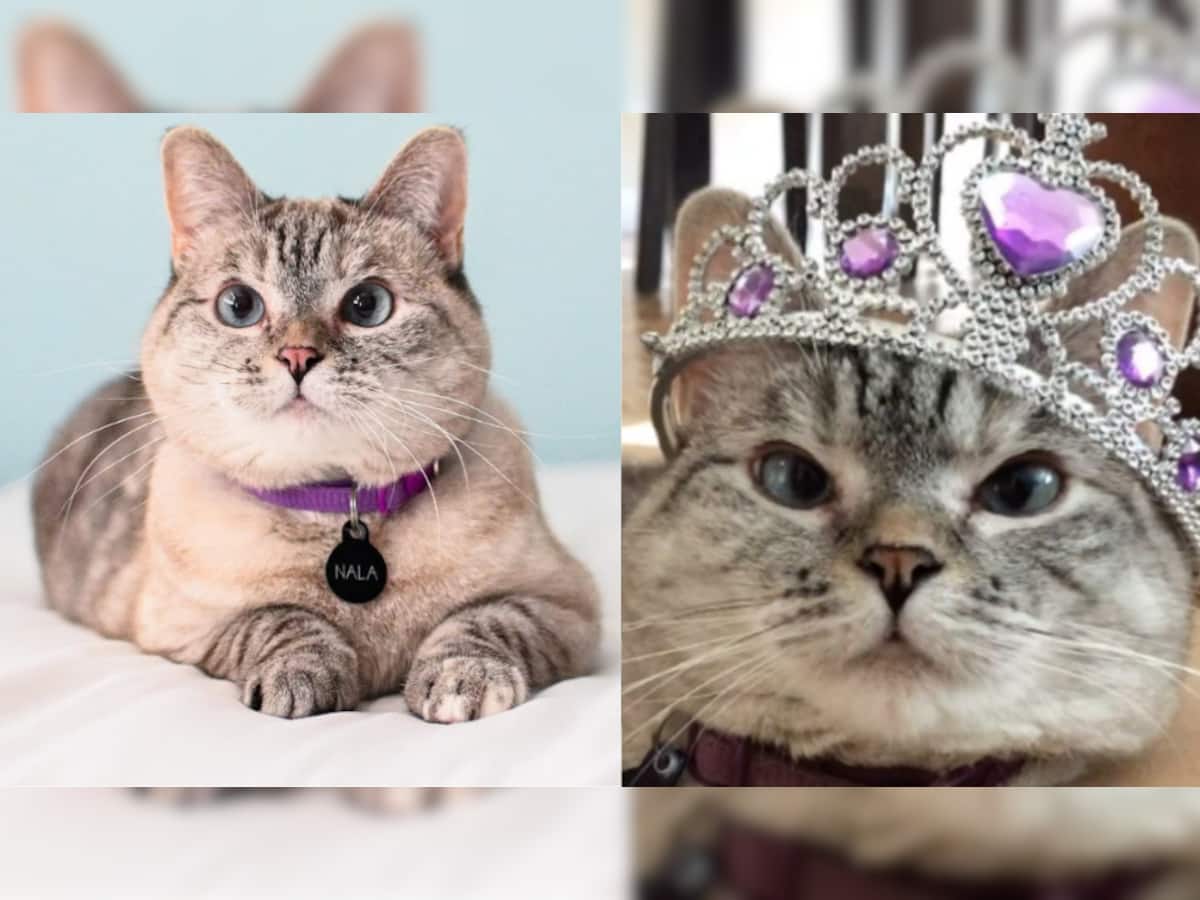 Meet Worlds Richest Cat, Has Her Name In Guinness Record; Her Net Worth ...
