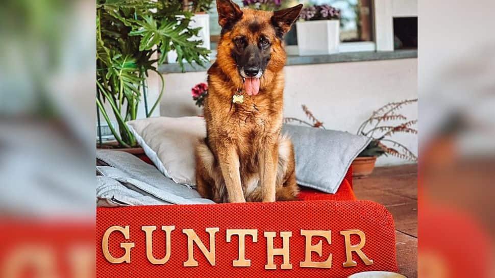 Meet World’s Richest Dog: Travels In Private Jet, Has 27 Employees ...