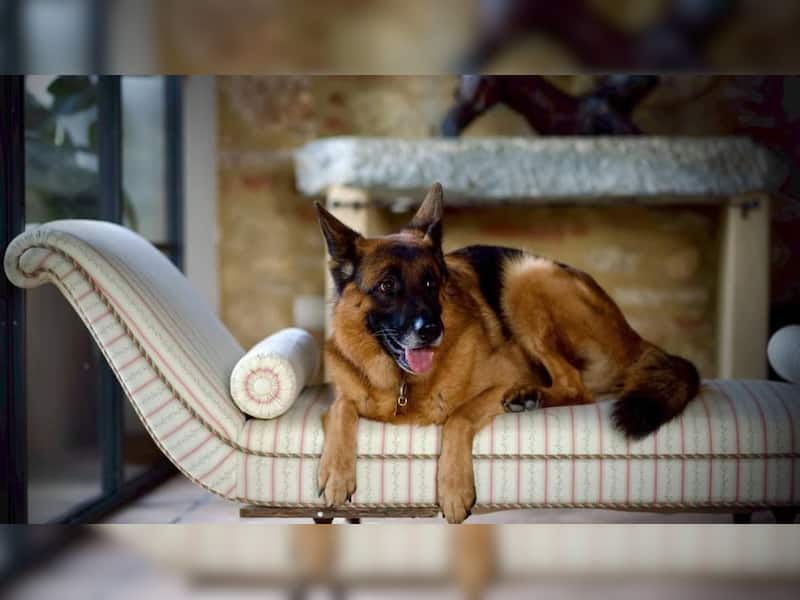 Meet World’s Richest Dog: Travels In Private Jet, Has 27 Employees ...