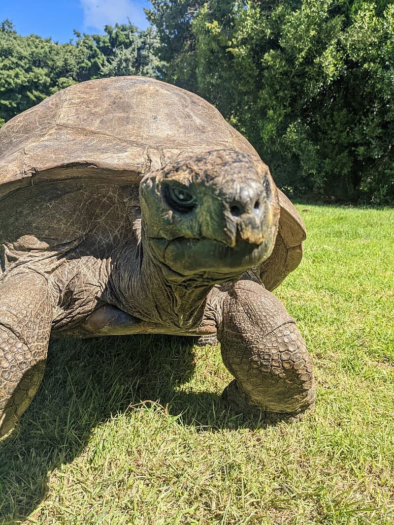 Meet 192-Year-Old Jonathan, World's Oldest Living Tortoise Who Weighs ...