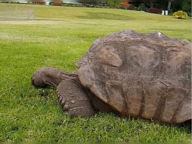 Meet 192-Year-Old Jonathan, World's Oldest Living Tortoise Who Weighs ...