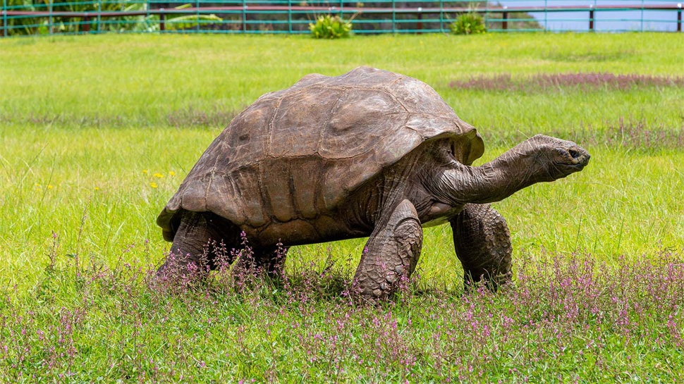 Meet 192-Year-Old Jonathan, World's Oldest Living Tortoise Who Weighs 182 Kgs Heavy, Is Blind ...