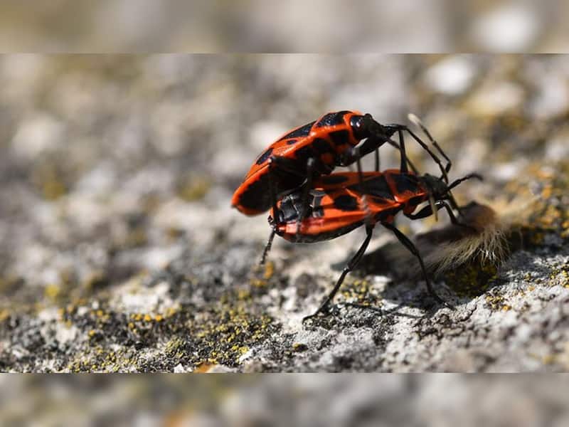 Meet World's Most Dangerous Animal, It's NOT A Tiger Or A Lion; Kills ...