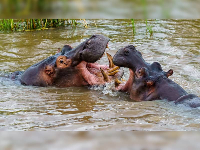 Meet World's Most Dangerous Animal, It's NOT A Tiger Or A Lion; Kills ...