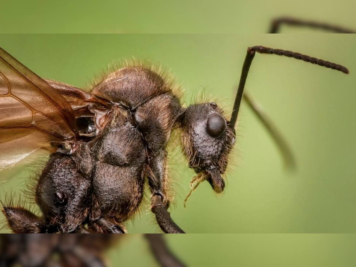 Meet This Blood Sucking Insect, Exists In The World Since Jurassic ...