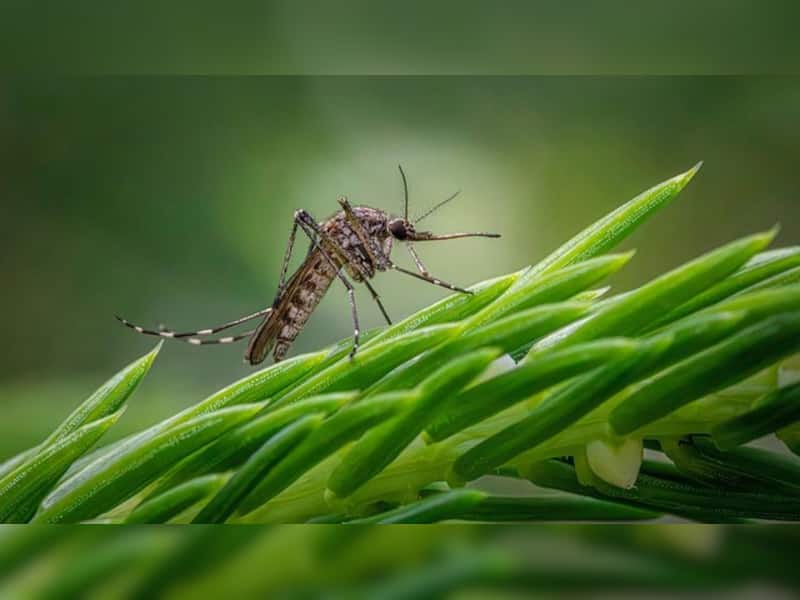 Meet This Blood Sucking Insect, Exists In The World Since Jurassic ...