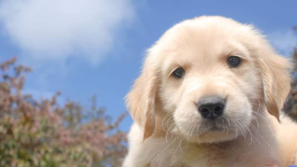7 Things To Know Before Getting A Labrador Puppy, And Important Tips To ...