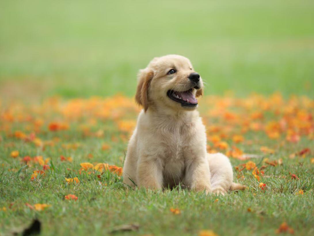 7 Things To Know Before Getting A Labrador Puppy, And Important Tips To ...