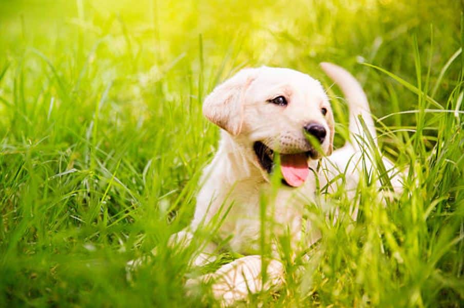 7 Things To Know Before Getting A Labrador Puppy, And Important Tips To ...
