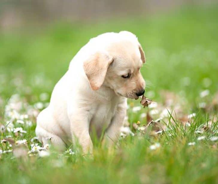 7 Things To Know Before Getting A Labrador Puppy, And Important Tips To ...