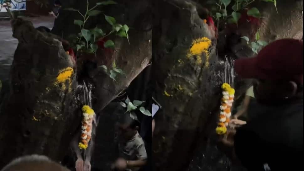 Viral Video: Miracle Tree? Nah, Pune Residents Worship Tree 'Gushing ...