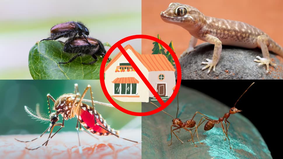 How To Keep Insects Away From Your Home This Monsoon? Check Genius Hacks | News | Zee News