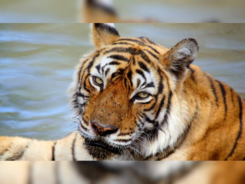 Meet Queen Of Ranthambore: Used To Be World’s Oldest-Surviving Tigress ...