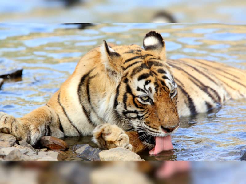 Meet Queen Of Ranthambore: Used To Be World’s Oldest-Surviving Tigress ...