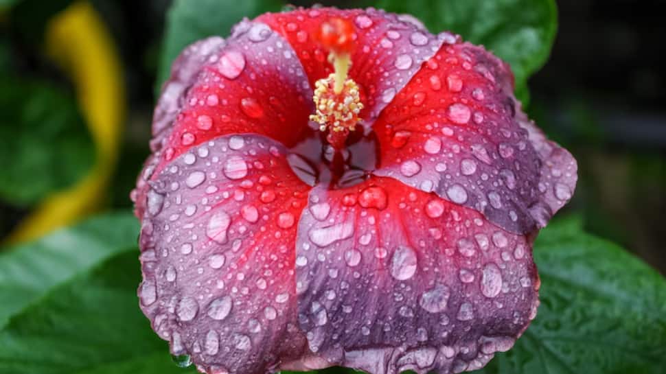 Monsoon Plant Care Secrets: How To Keep Your Green Babies Thriving ...