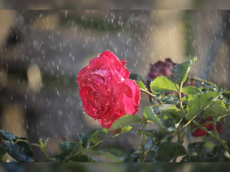 Monsoon Plant Care Secrets: How To Keep Your Green Babies Thriving ...