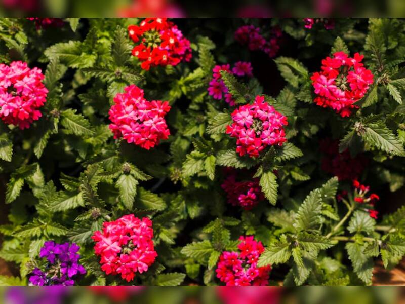 Monsoon Plant Care Secrets: How To Keep Your Green Babies Thriving ...