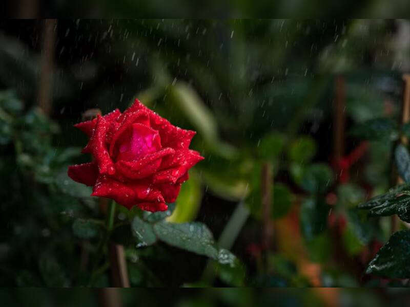 Monsoon Plant Care Secrets: How To Keep Your Green Babies Thriving ...