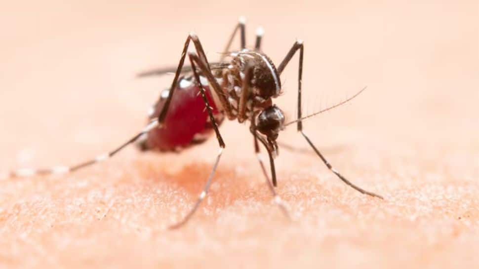Meet The Only Country In The World With No Mosquitoes Or Snakes, It’s ...