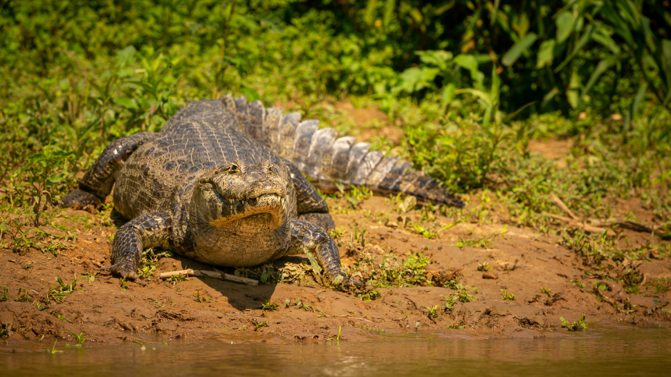 Meet Oldest Living Alligator In Captivity: Holds Guinness World Record ...