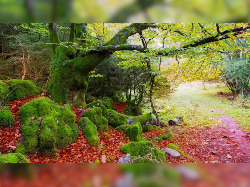 Discover 10 Most Beautiful Forests In India You Must Visit For Nature ...