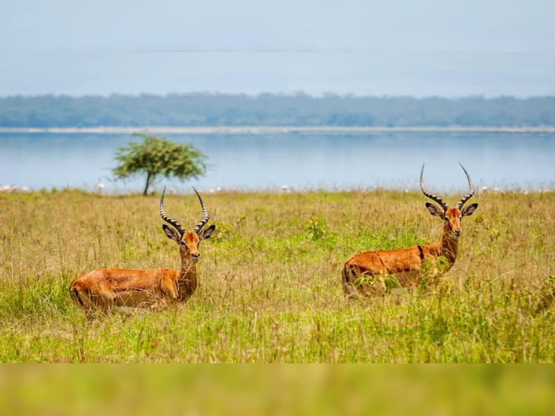 Discover 10 Most Beautiful Forests In India You Must Visit For Nature ...