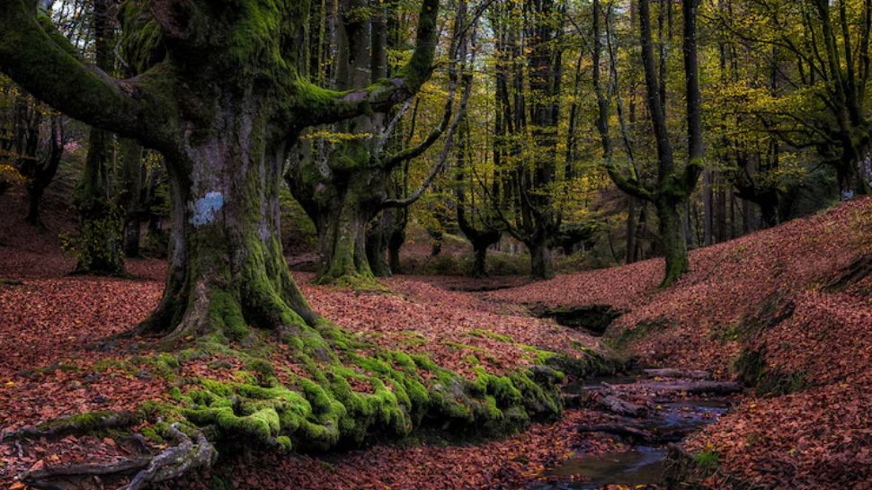 Discover 10 Most Beautiful Forests In India You Must Visit For Nature ...