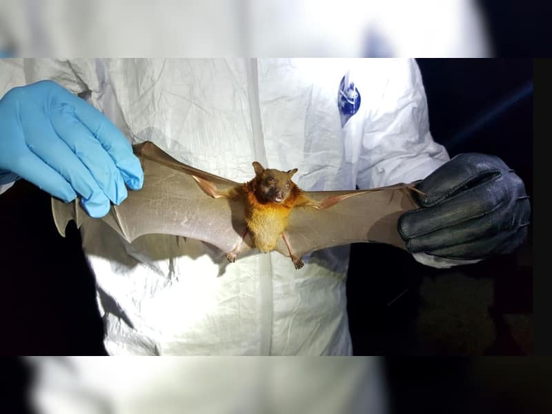 New Super-Viruses Found In China: 20 Times More Dangerous Than COVID ...