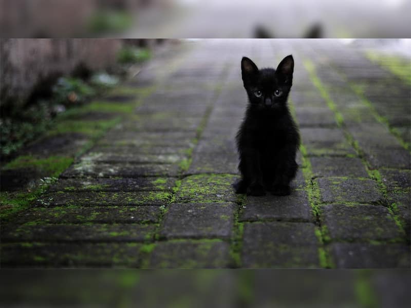 10 Most Bizarre Superstitions We Bet You Heard Of At Least Once: Black ...