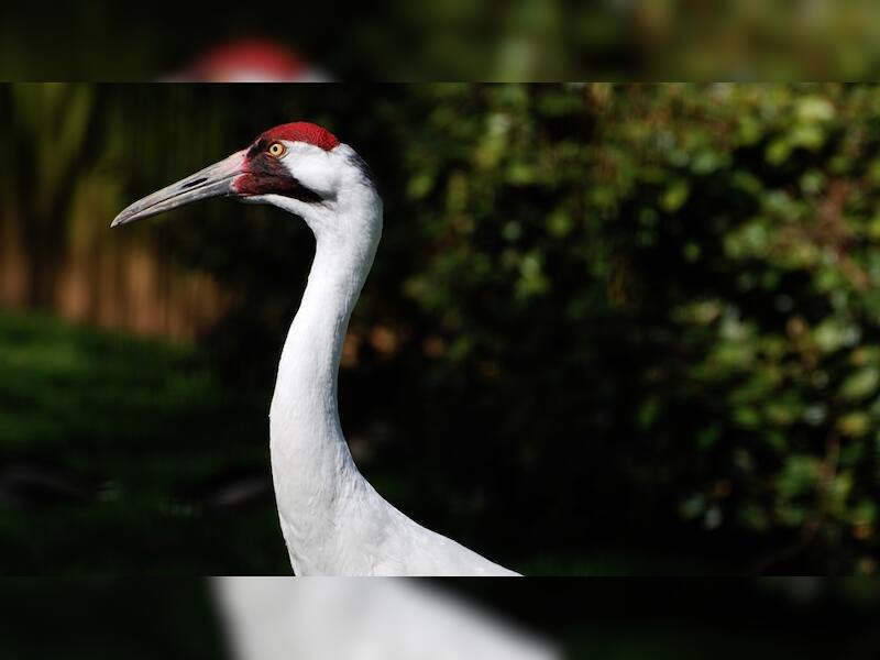 Meet World's Oldest Bird Species Still Alive, Existed Even Before 60 ...
