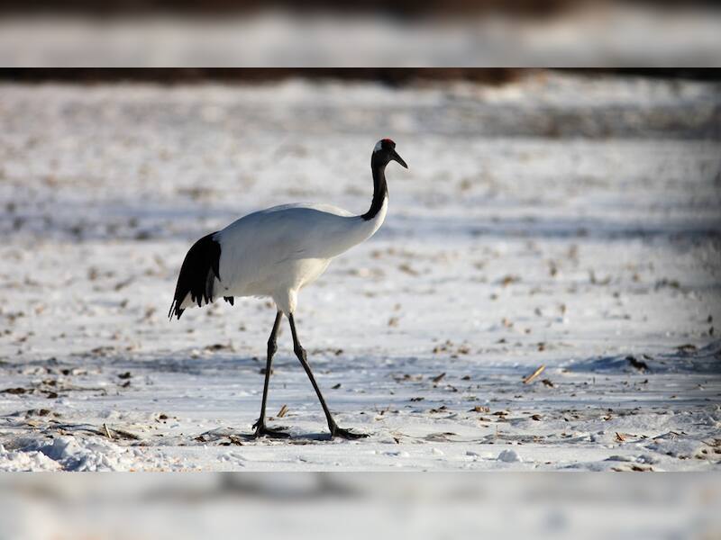 Meet World's Oldest Bird Species Still Alive, Existed Even Before 60 ...