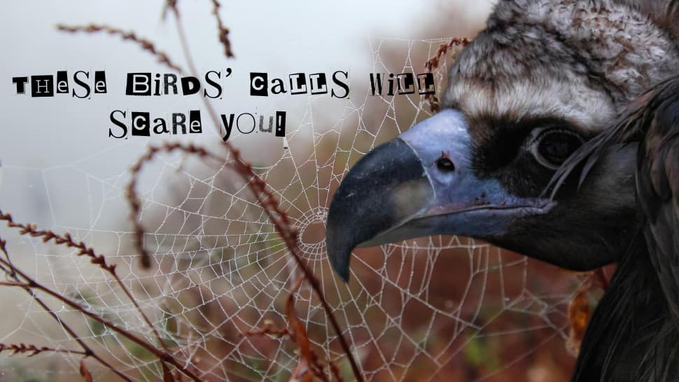 Straight Out Of A Horror Movie: THESE Birds Can Make You Shiver With ...