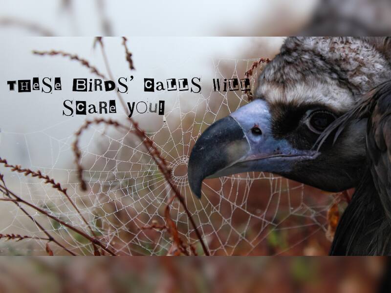 Straight Out Of A Horror Movie: THESE Birds Can Make You Shiver With ...