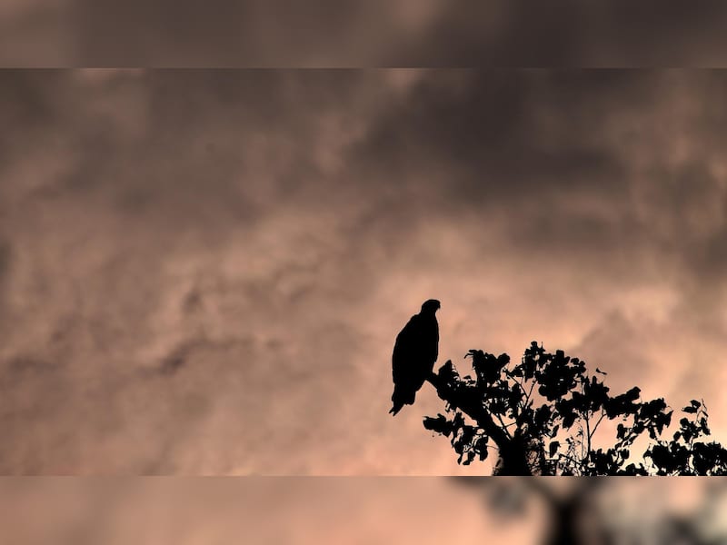 Straight Out Of A Horror Movie: THESE Birds Can Make You Shiver With ...