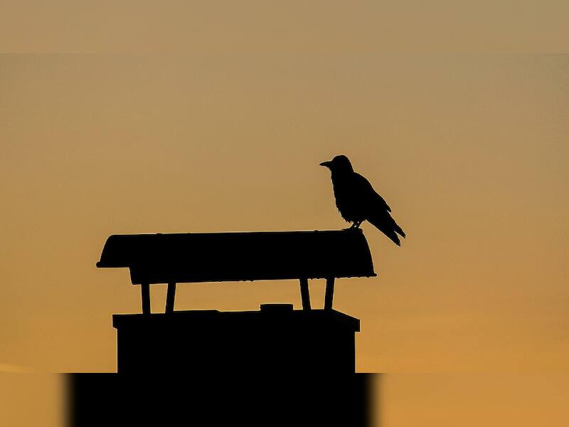 Straight Out Of A Horror Movie: THESE Birds Can Make You Shiver With ...