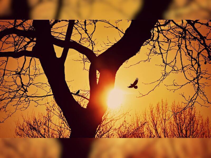 Straight Out Of A Horror Movie: THESE Birds Can Make You Shiver With ...