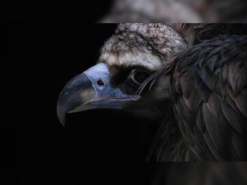 Straight Out Of A Horror Movie: THESE Birds Can Make You Shiver With ...