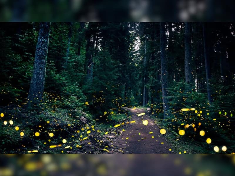 From Indonesia To Malaysia: 8 Incredible Natural Glowing Forest Across ...