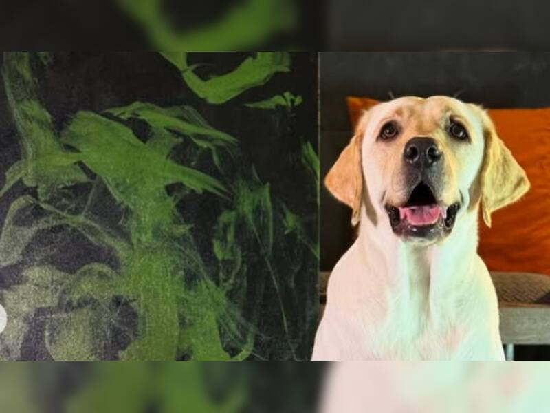 Meet Painting Pup: This Labrador Not Only Barks But Also Paints To ...