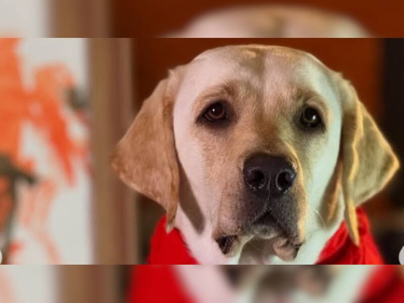 Meet Painting Pup: This Labrador Not Only Barks But Also Paints To ...