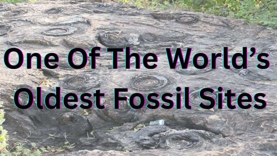 One Of World’s Oldest Fossil Sites Is In India, Not In Northeast Or ...