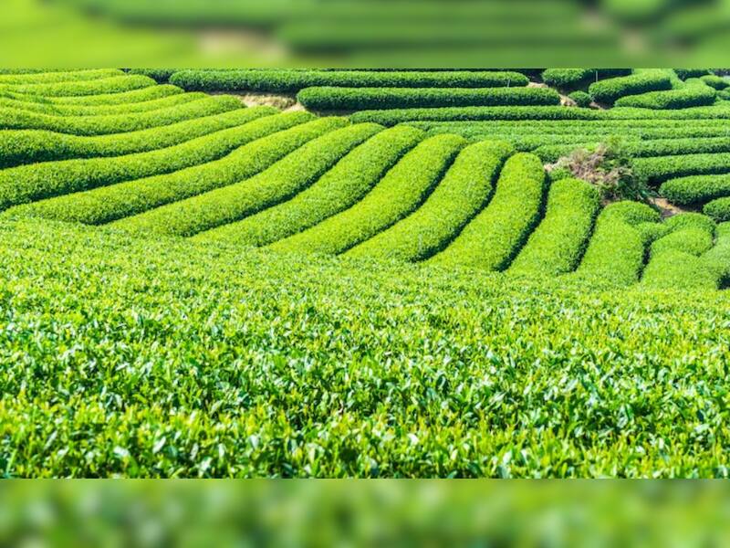 Tea Or Coffee? Explore These 8 Stunning Plantations In India That Every ...